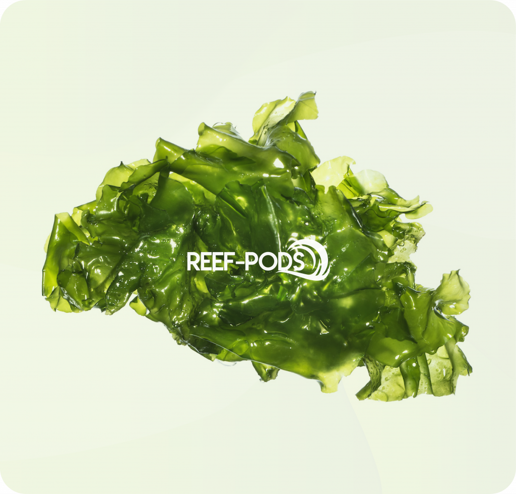 Tienda | REEF PODS | Copépodos | Macroalgas | Microfauna Marina