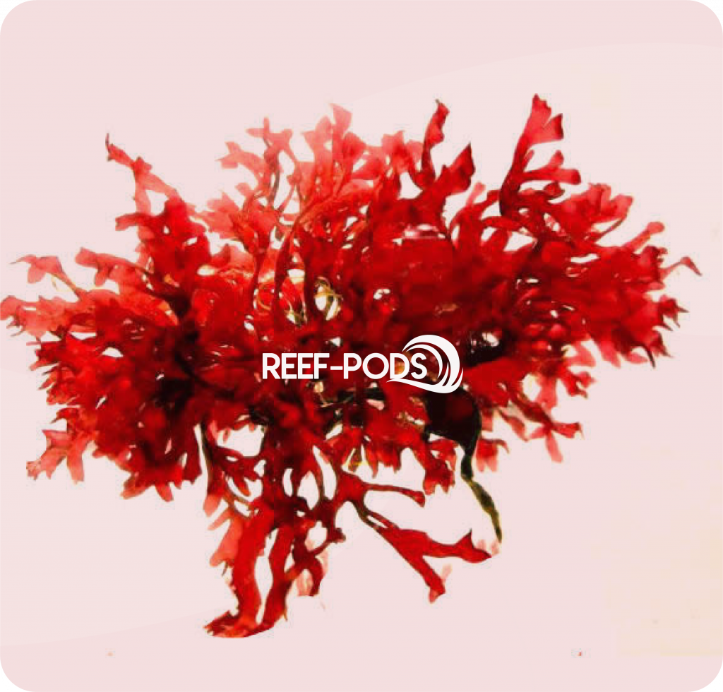 Tienda | REEF PODS | Copépodos | Macroalgas | Microfauna Marina